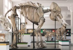 How Many Muscles Are in an Elephant’s Trunk? You Won't Believe It!