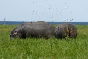 Hippo Farts - The Loudest in the World?