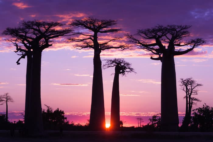 Baobab Flowers - Africa's Beautifully Ephemeral Sight