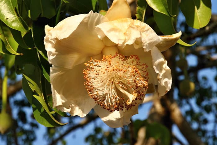 Baobab Flowers - Africa's Beautifully Ephemeral Sight