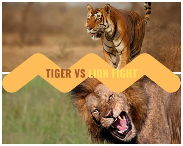 Tiger vs Lion - Battle of the Biggest Cats - Africa Freak