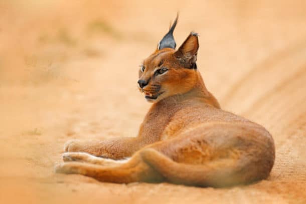 21 Caracal Cat Facts – Are Caracals Dangerous to Humans & More
