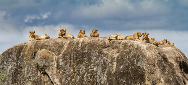 Are There Tigers in Africa? Follow the Complete Tiger Story Here