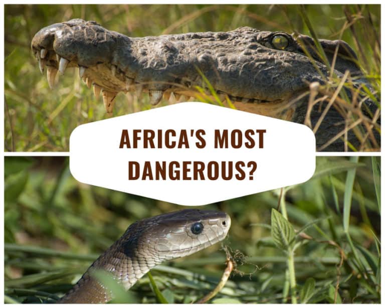 What is the Most Dangerous Animal in Africa? Top 11 of Africa's Deadliest