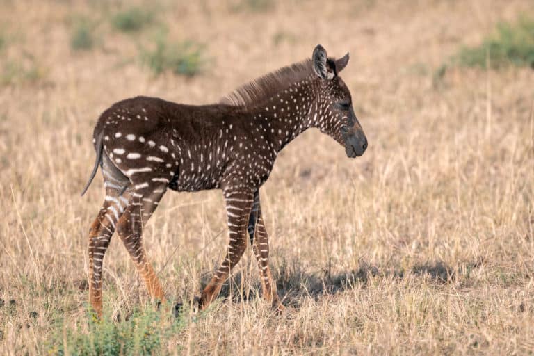 Spot Africa’s Most Famous Spotted Animals - Spotted Animal Names List