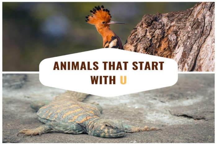 15 of the Fastest Animals on Planet Earth (You Will Be Surprised)