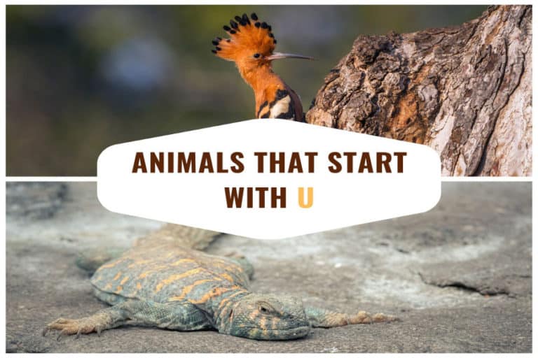 21 African Animals That Start With U - Africa Freak