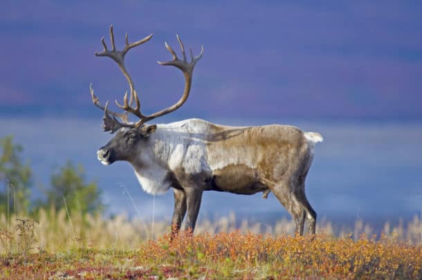 15 African Animals With Horns - Everything You Need to Know