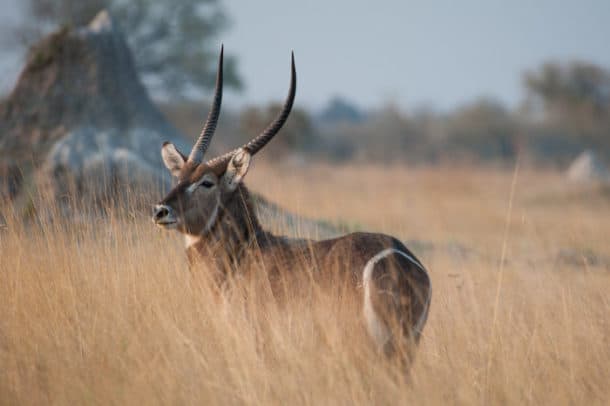 15 African Animals With Horns - Everything You Need to Know