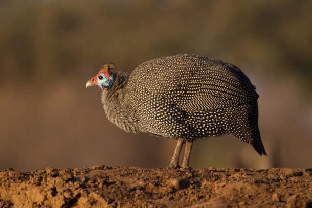 Spot Africa’s Most Famous Spotted Animals - Spotted Animal Names List