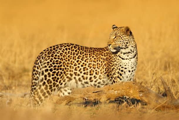 Spot Africa’s Most Famous Spotted Animals - Spotted Animal Names List