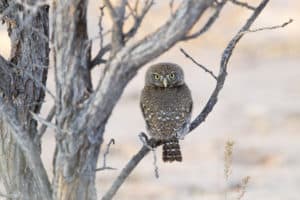 Spot Africa’s Most Famous Spotted Animals - Spotted Animal Names List