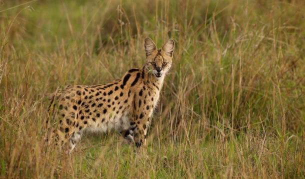 Spot Africa’s Most Famous Spotted Animals - Spotted Animal Names List