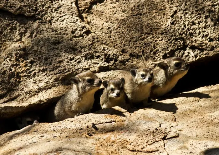 Hyrax: 18 Amazing Facts About This Coney Animal