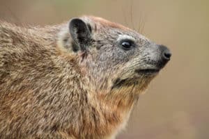 Hyrax: 18 Amazing Facts About This Coney Animal