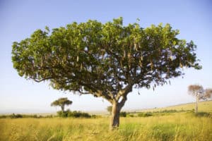 What is a Sausage Tree? Facts About Fruit, Benefits & More