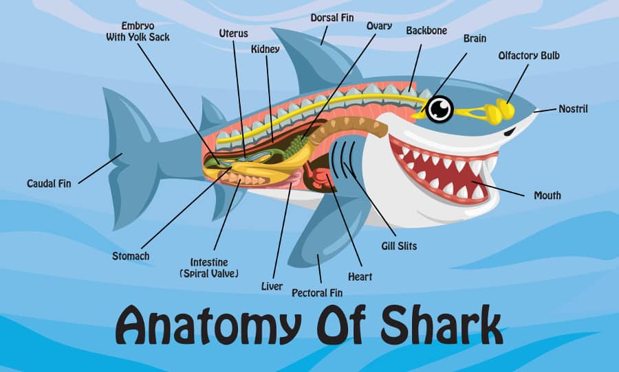 Do Sharks Have Bones FactsandHistory
