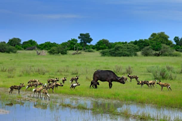 What African Predators Have the Highest Hunting Success Rate?