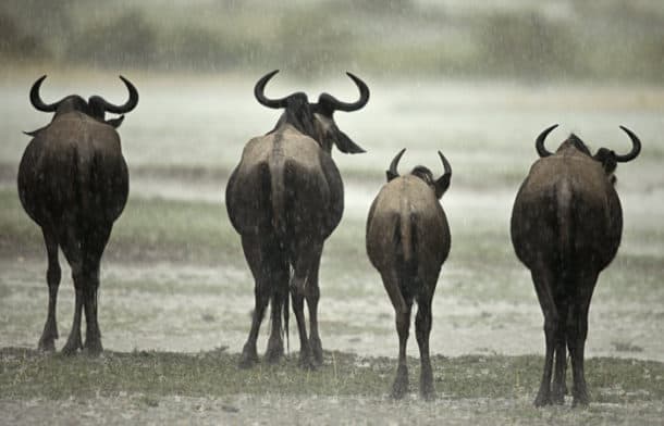 Top 10 Common Misconceptions About Africa - Stereotypes & Myths