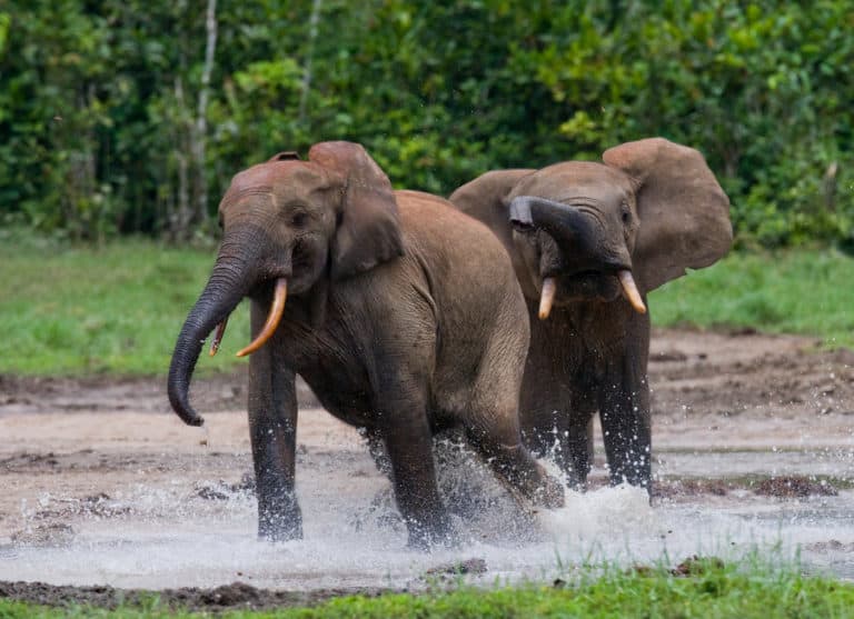 Best Places to See the African Forest Elephant