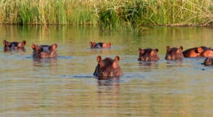 What Does a Hippo Sound Like? Hippo Sounds Explained