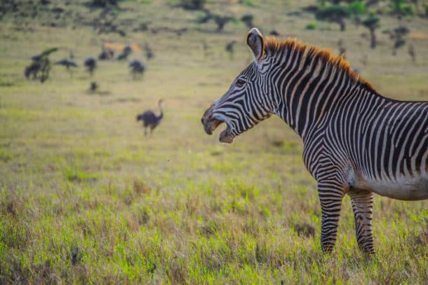 Why Are Grevy's Zebras Endangered? And How Can They Be Saved?