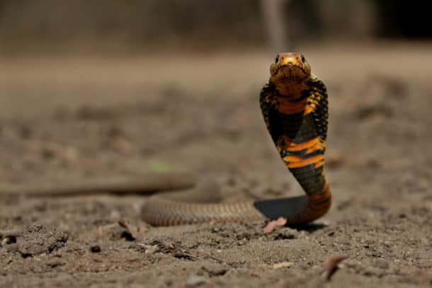 Mozambique Spitting Cobra: Introducing One of Africa’s Deadly Snakes