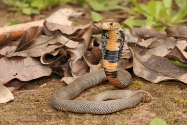 Mozambique Spitting Cobra: Introducing One of Africa’s Deadly Snakes