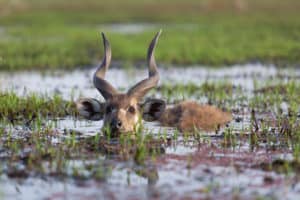 Sitatunga: Africa’s Amphibious Antelope
