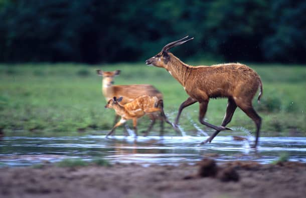 Sitatunga: Africa’s Amphibious Antelope
