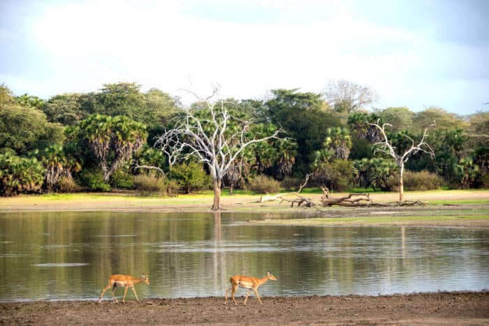 Selous Game Reserve Safari Guide - Africa’s Iconic Wildlife Sanctuary