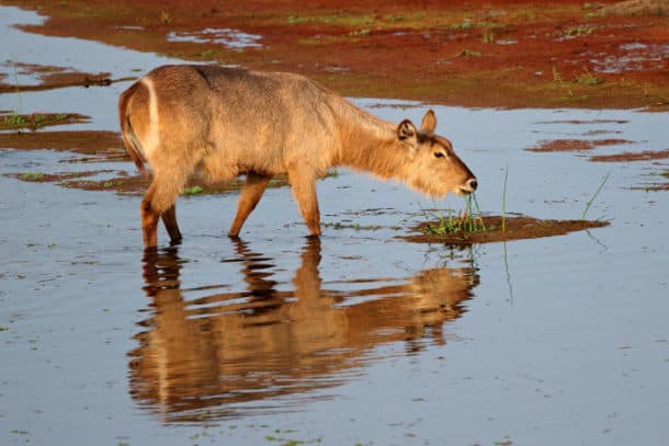 African Waterbuck - Fun and Interesting Antelope Facts