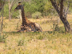 How Do Giraffes Sleep? (In the Wild vs Captivity)