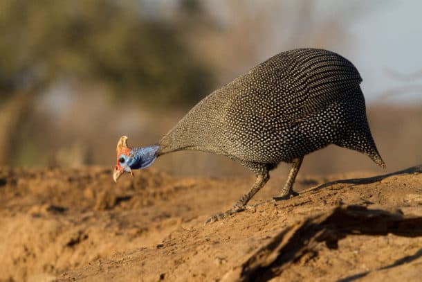 Helmeted Guineafowl - 14 Facts About the African Tarentaal Bird