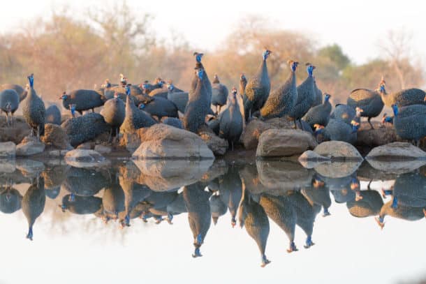 Helmeted Guineafowl - 14 Facts About the African Tarentaal Bird