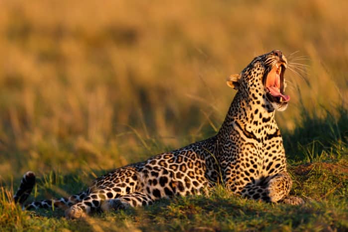 How Fast Can a Leopard Run? It's Slower than Most of Its Prey