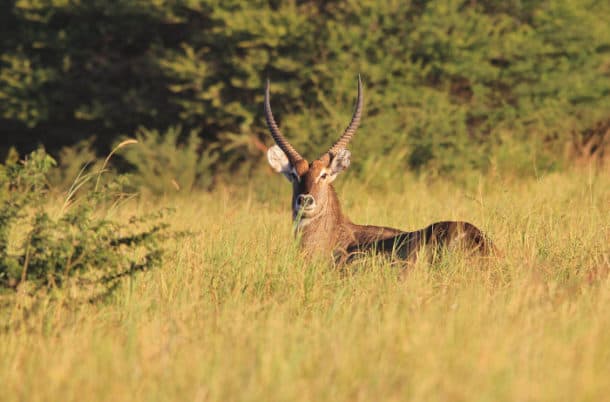 African Waterbuck - Fun and Interesting Antelope Facts