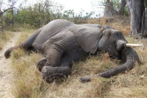How Do Giraffes Sleep? (In the Wild vs Captivity)