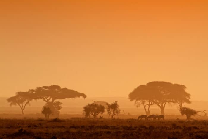 African Savanna - Pure Wildlife Magic
