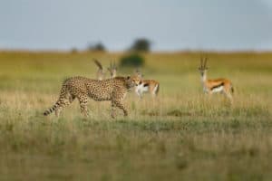 What Do Cheetahs Eat? The Diet of the Fastest Land Animal