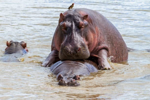 Is Hippo Milk Really Pink? A Guide to the Facts and Fictions