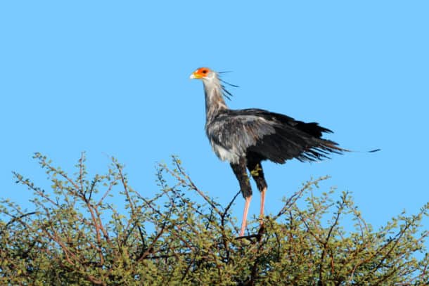 Secretary Bird Facts: The Crowned Feathered Creature of Africa