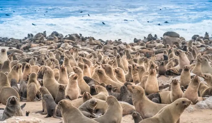 Cape Cross Seal Reserve: A Smelly Encounter