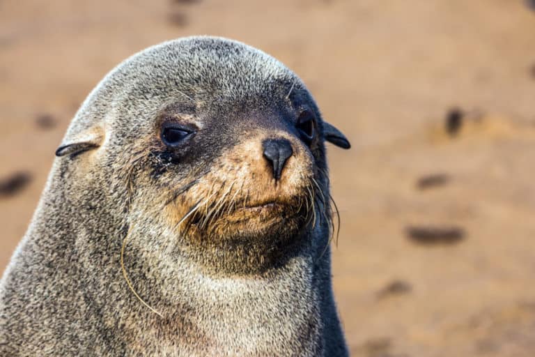 Cape Cross Seal Reserve: A Smelly Encounter