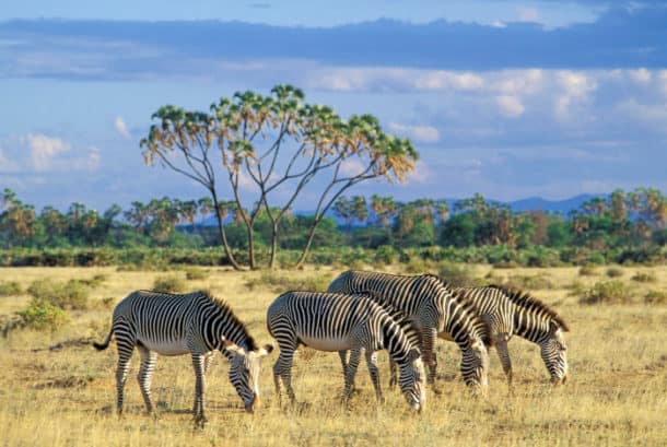 What Do Zebras Eat? Wild Grass & Hay, or Nay?