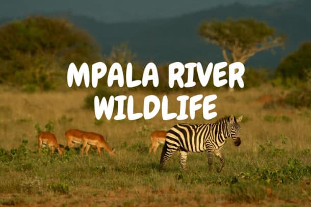 Mpala River Wildlife Cam - Explore LIVE Cam