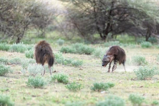 13 Brown Hyena Facts - The Shaggy African Strandwolf