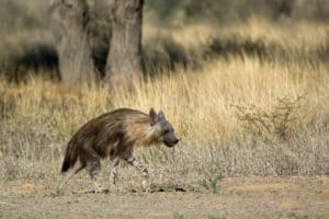 13 Brown Hyena Facts - The Shaggy African Strandwolf