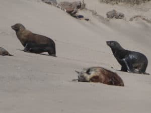 13 Brown Hyena Facts - The Shaggy African Strandwolf