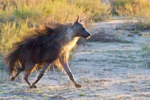 13 Brown Hyena Facts - The Shaggy African Strandwolf